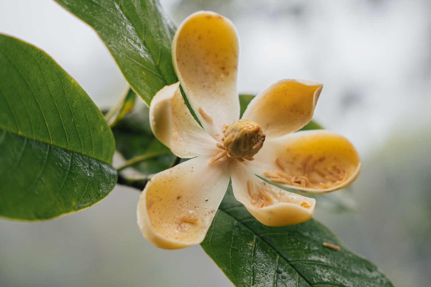 MASHPI LODGE PIONERO EN LA ELABORACIÓN DE LA FRAGANCIA MAGNOLIA, UNA ...